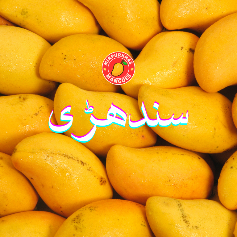 Sindhri Mango سندھڑی - Mirpurkhas Mangoes